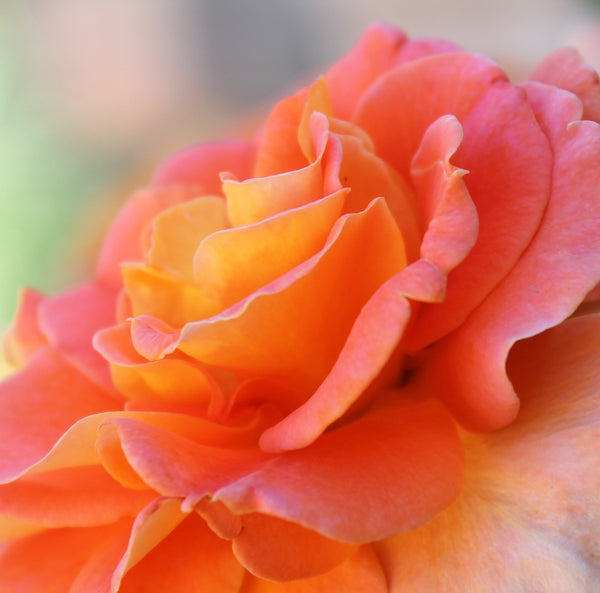 Peach Rose – Archibald Sisters
